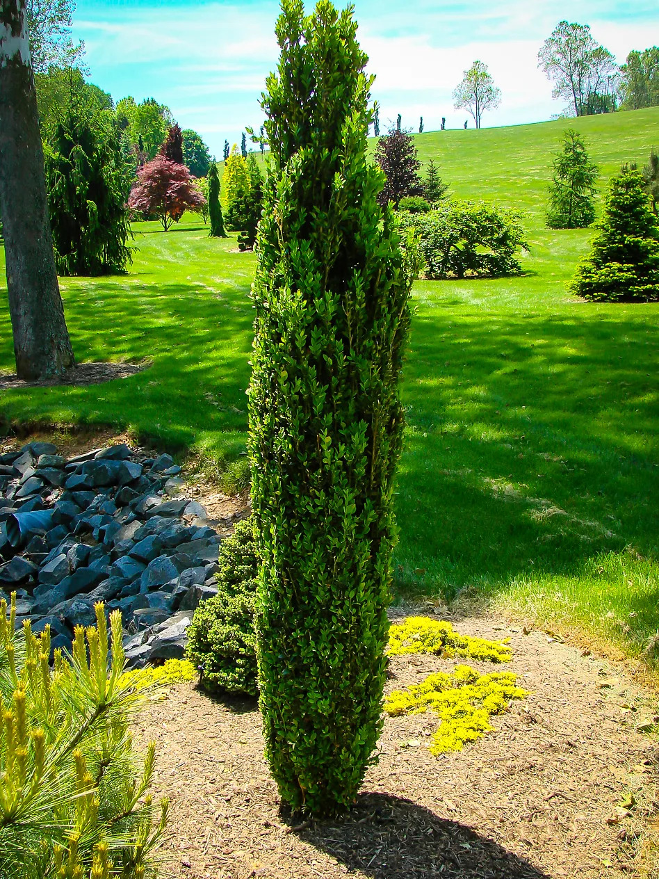 Dee Runk Boxwood For Sale Online | The Tree Center