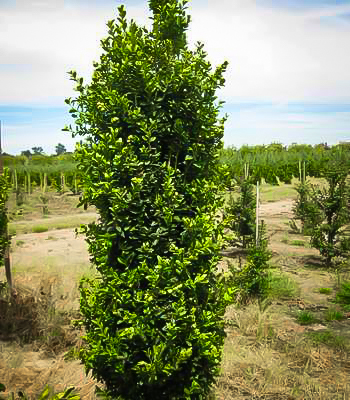 Green Pillar Boxwood Shrubs For Sale Online | The Tree Center