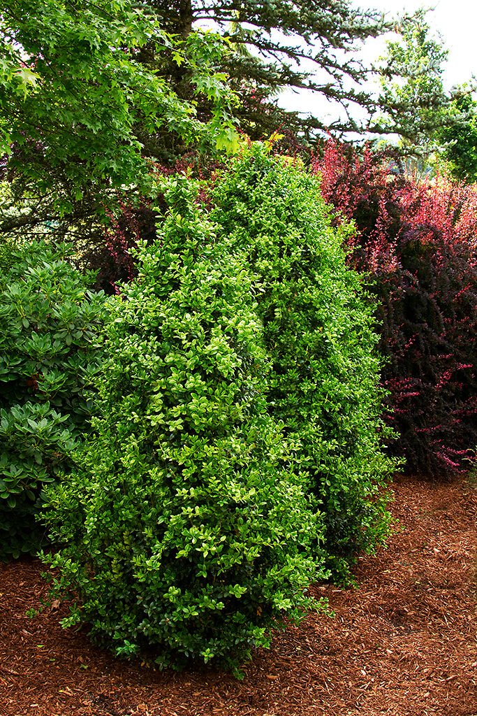 Buy Green Tower Boxwood Online | The Tree Center