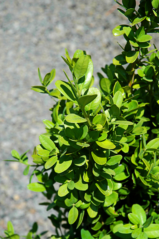 Buy Green Tower Boxwood Online | The Tree Center