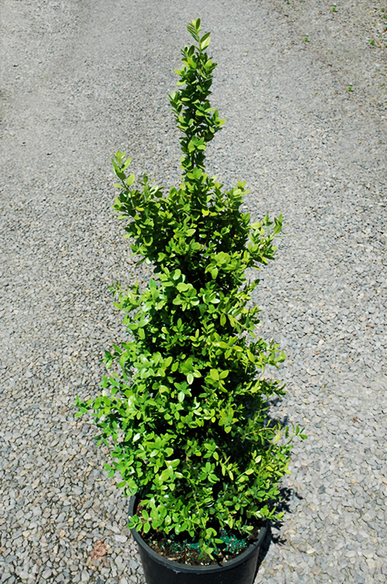 Buy Green Tower Boxwood Online | The Tree Center