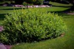 Gro-Low Sumac Shrubs For Sale Online | The Tree Center