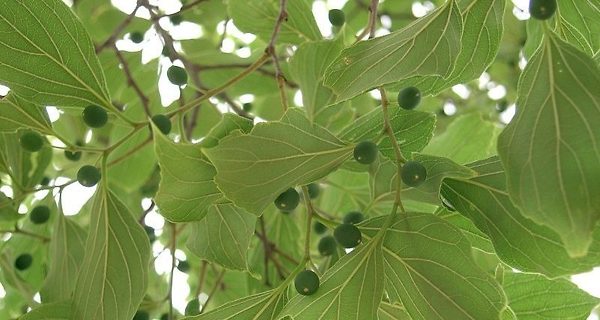 Berries That Grow On Trees - The 6 Most Popular Berry Trees