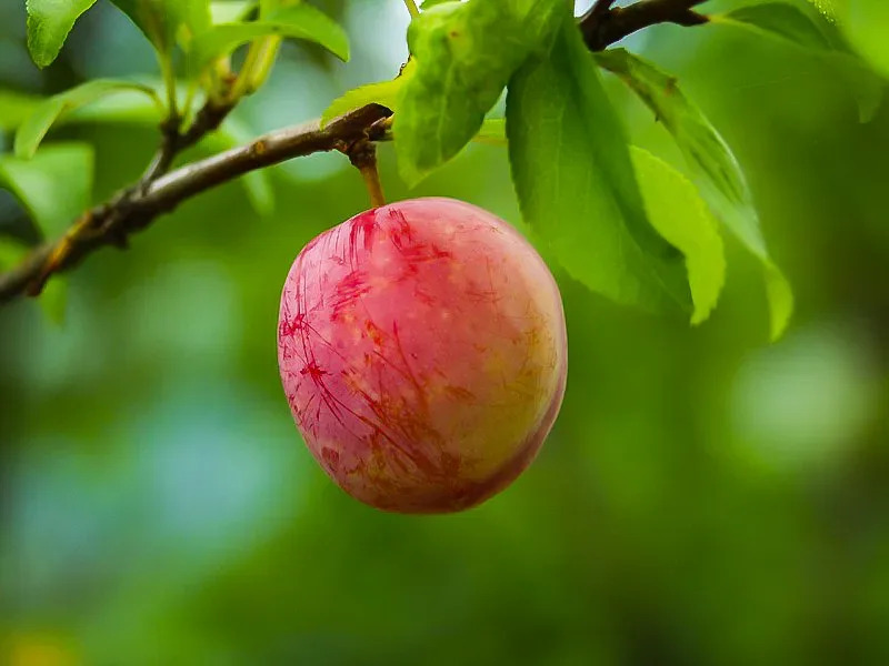 Hanska Plum Trees For Sale Online | The Tree Center