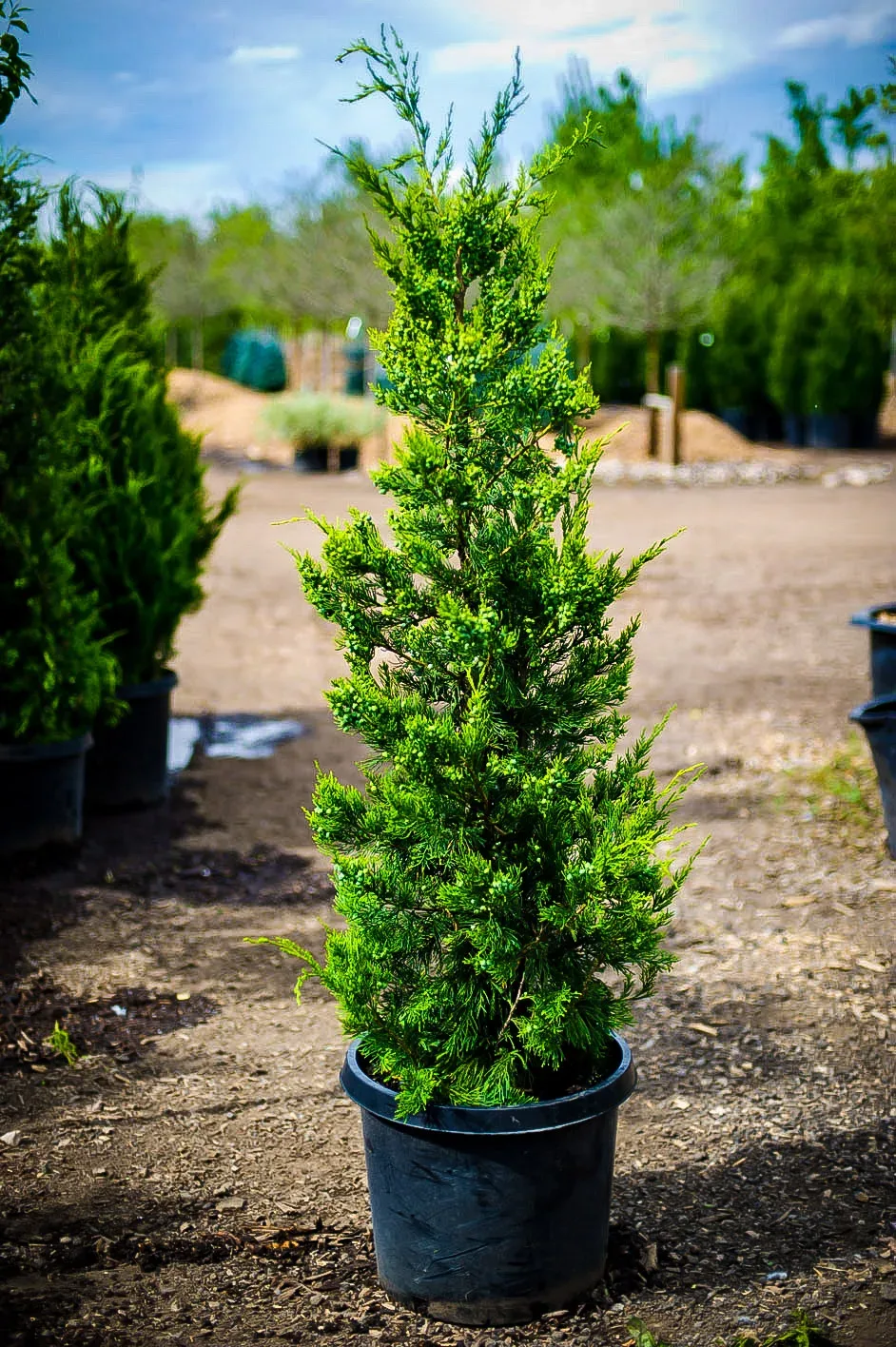 Upright Juniper Shrubs