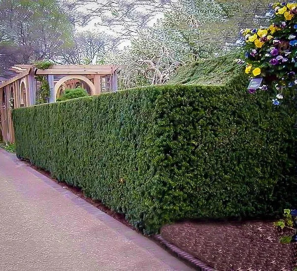 Hicks Yew For Sale Online | The Tree Center
