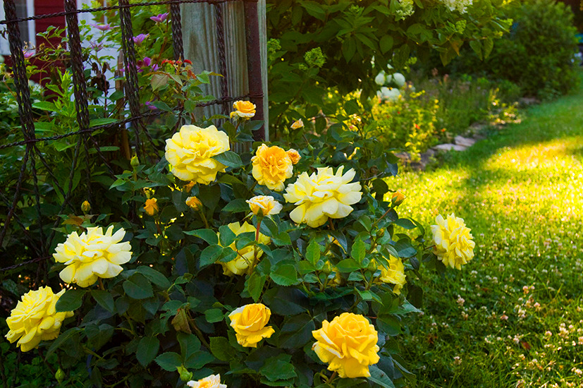 High Voltage Roses For Sale Online | The Tree Center