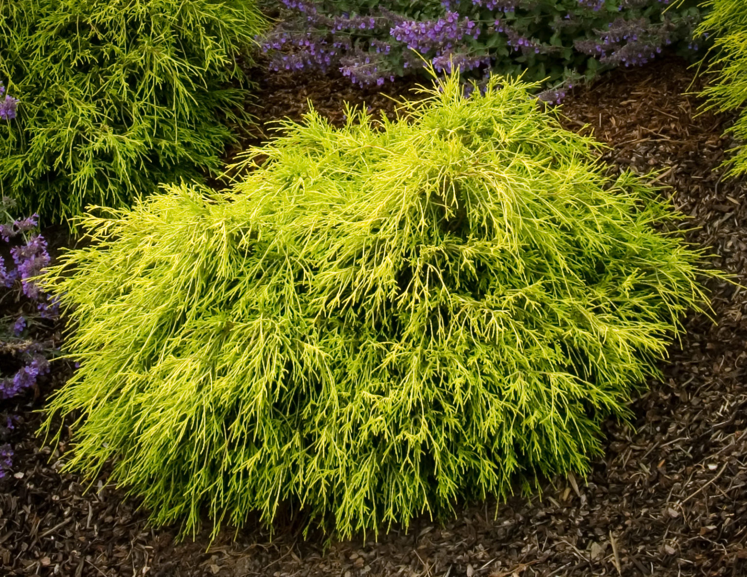 Sungold Sawara Cypress Shrubs For Sale | The Tree Center