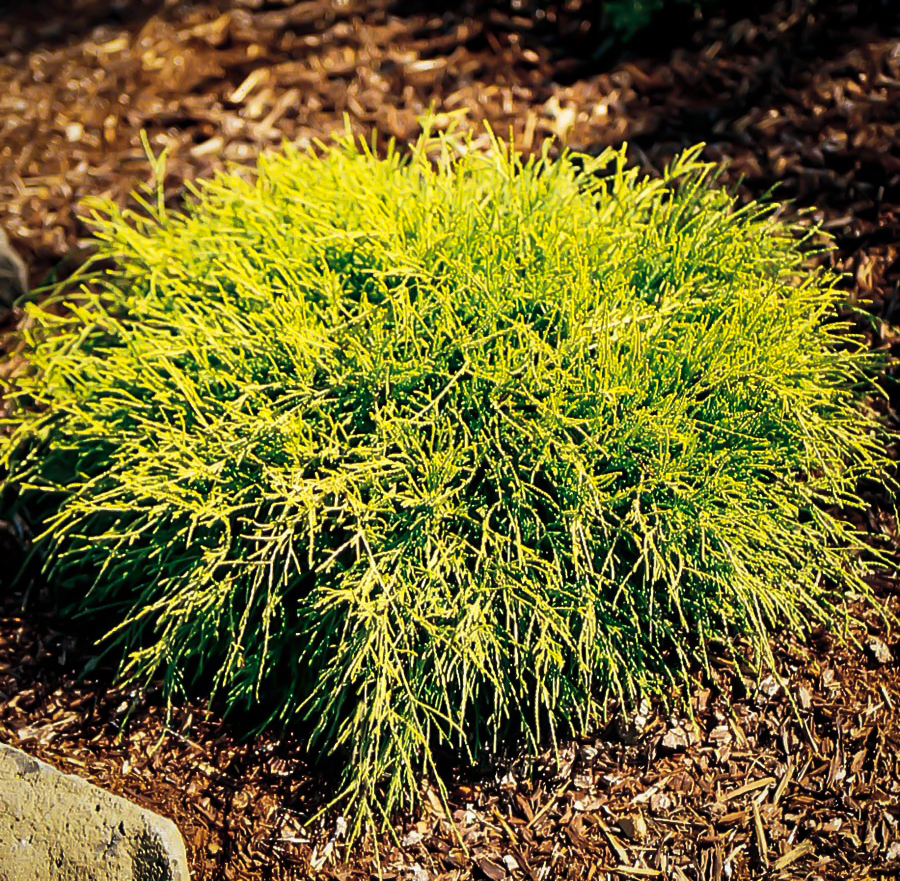 Sungold Sawara Cypress Shrubs For Sale | The Tree Center