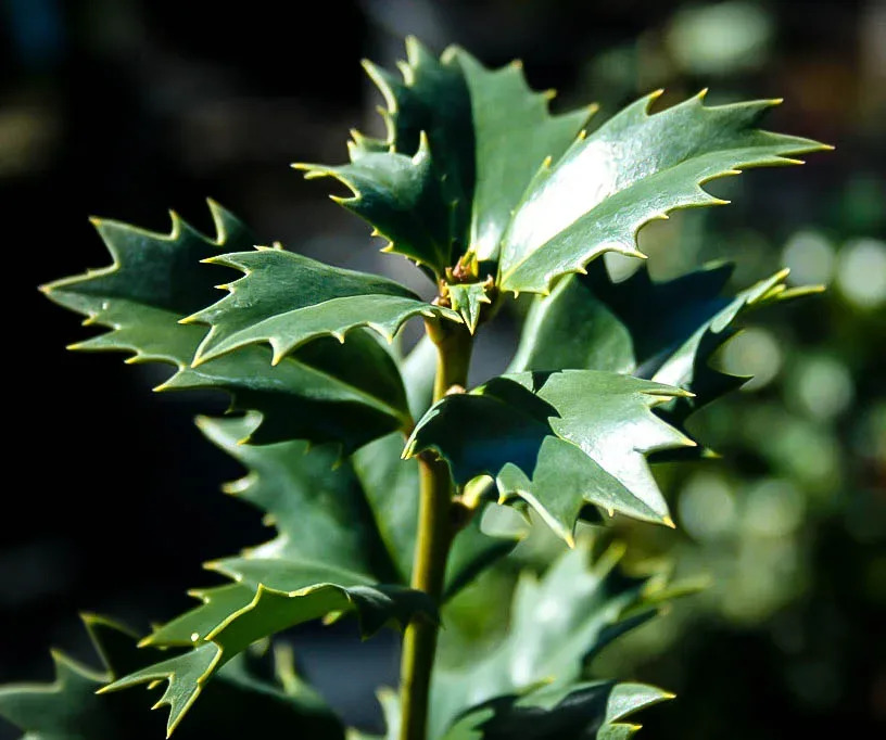 Acadiana Red Holly Bushes For Sale | The Tree Center