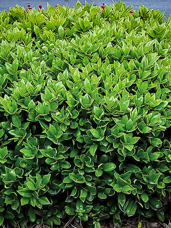 Dragon Lady Holly Trees For Sale Online | The Tree Center