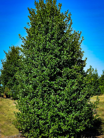 Buy Holly Trees | Holly Bushes & Trees For Sale | The Tree Center