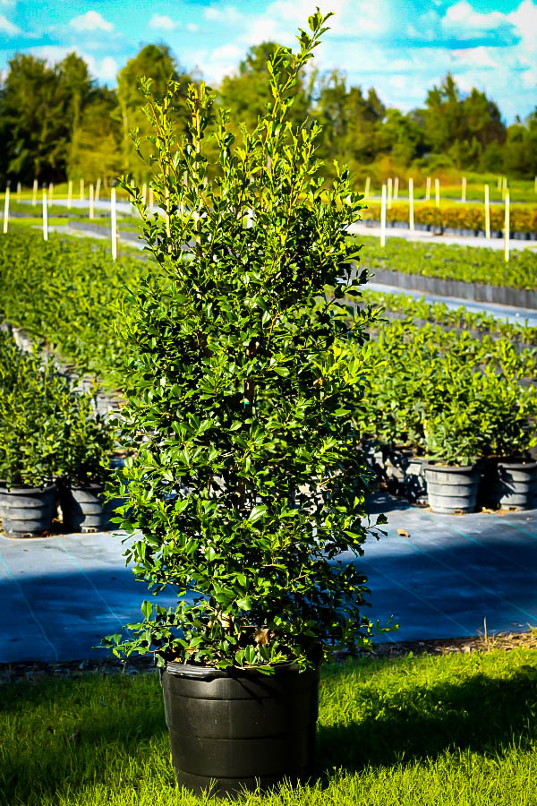 Greenleaf Holly Shrubs For Sale | The Tree Center