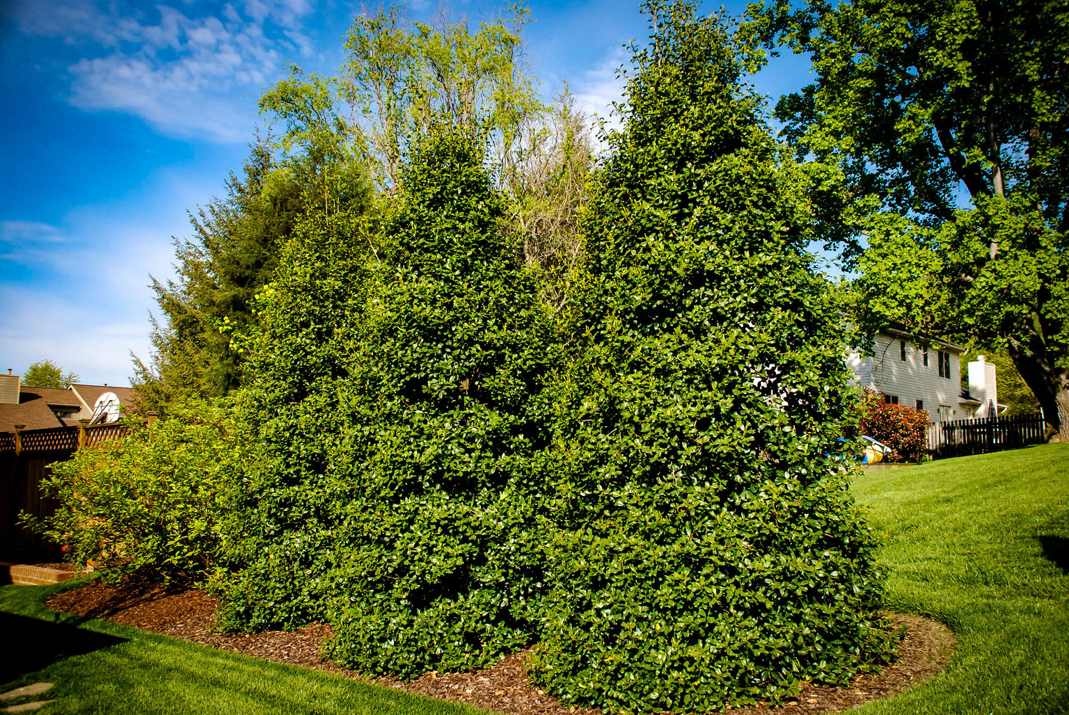 Greenleaf Holly Shrubs For Sale | The Tree Center