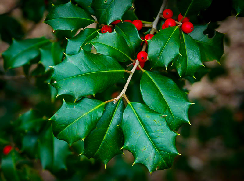 Greenleaf Holly Shrubs For Sale | The Tree Center
