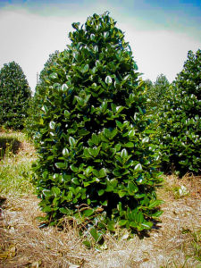 Buy Holly Trees | Holly Bushes & Trees For Sale | The Tree Center