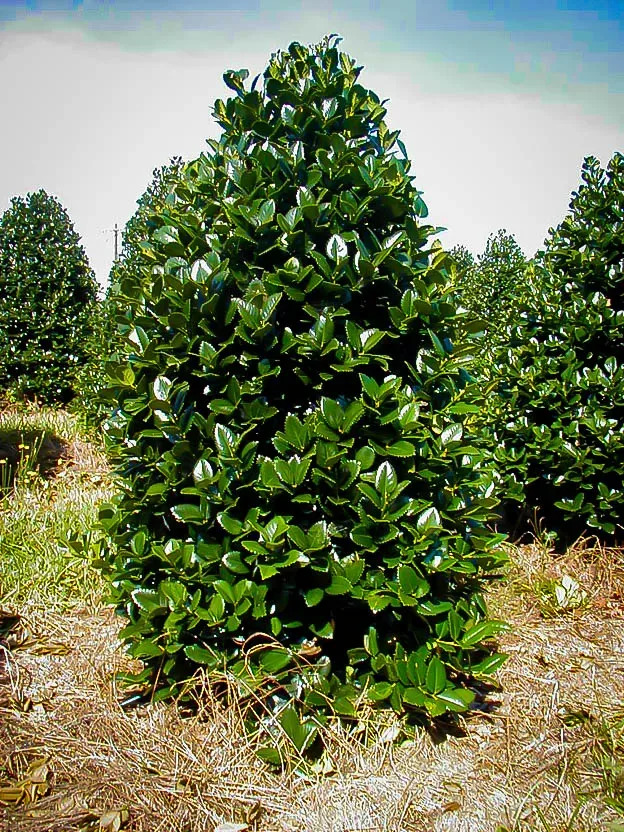 Holly Bushes & Trees For Sale Online | The Tree Center