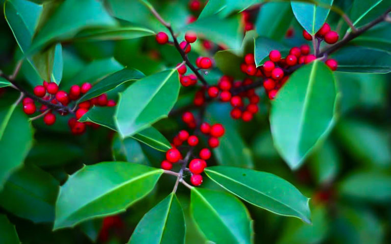 Savannah Holly Trees For Sale The Tree Center savannah-holly-trees-for-sale-the-tree-center