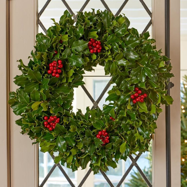 Holly Trees For Christmas | The Tree Center