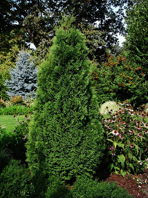 Mr. Bowling Ball Arborvitae Shrubs For Sale | The Tree Center