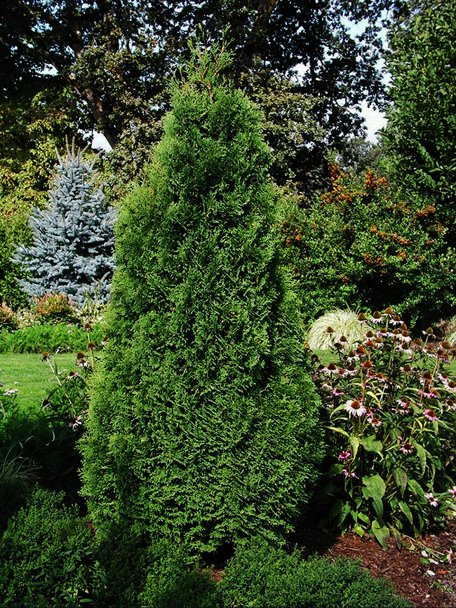 Arborvitae Trees for Sale Online | The Tree Center