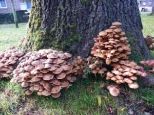 Common Types of Tree Fungus | Learn to Identify Tree Fungus