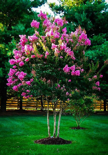 Hopi Crape Myrtle For Sale | The Tree Center