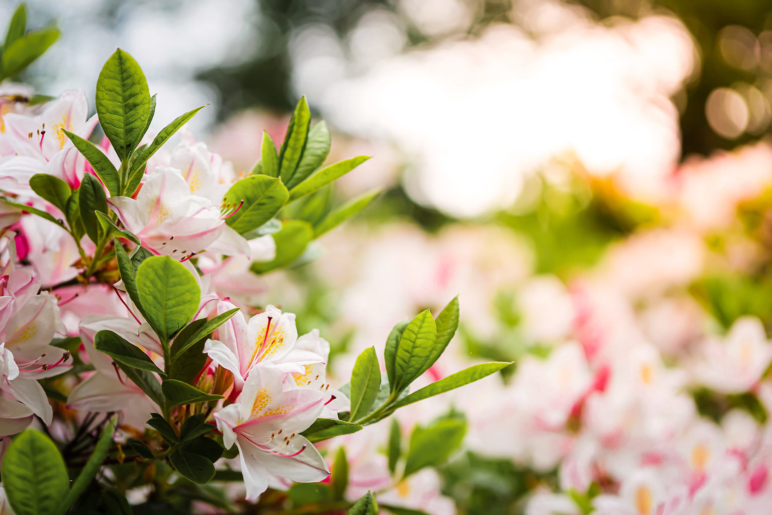 Azaleas | Shop for Azalea Shrubs Online | The Tree Center