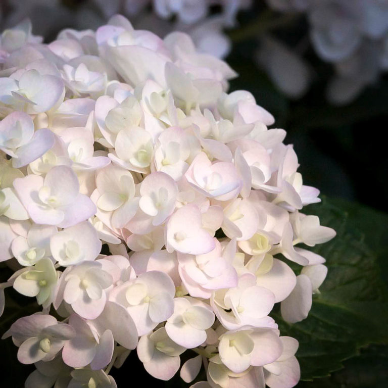 Blushing Bride Hydrangeas For Sale | The Tree Center