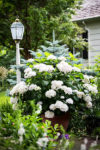 Blushing Bride Hydrangeas For Sale | The Tree Center