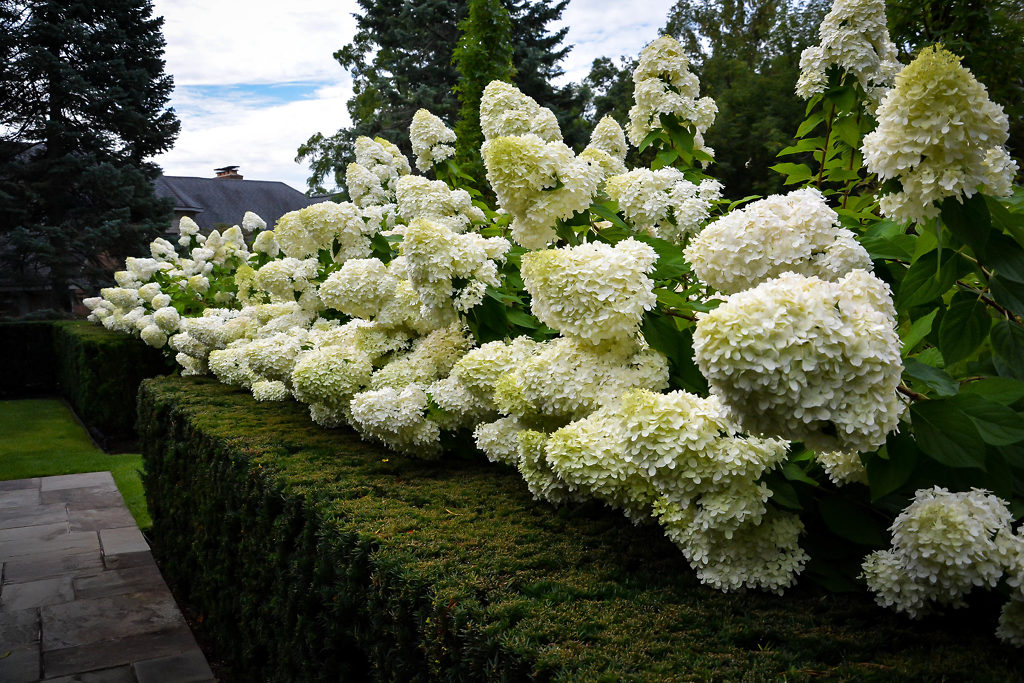 Bombshell Hydrangeas For Sale Online | The Tree Center