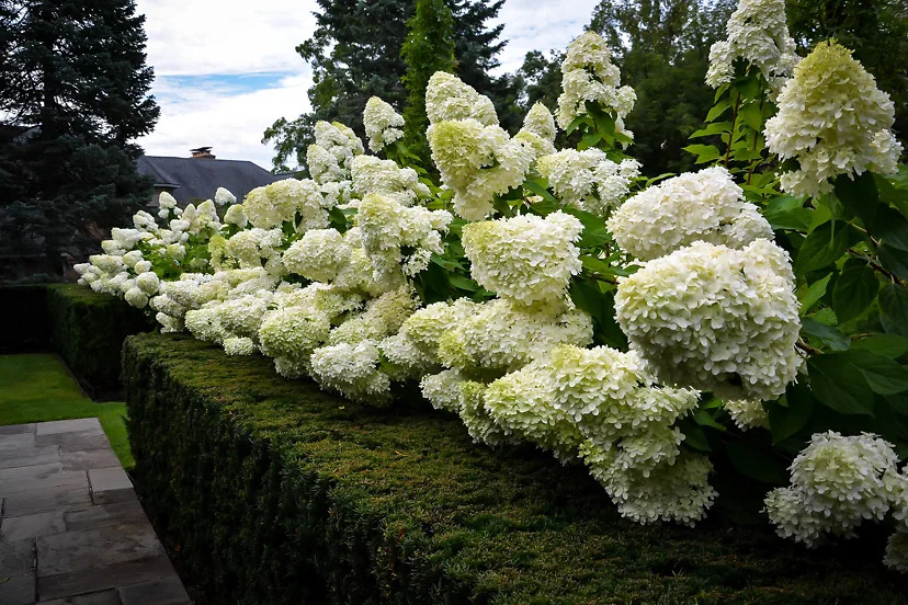 Bombshell Hydrangeas For Sale Online | The Tree Center