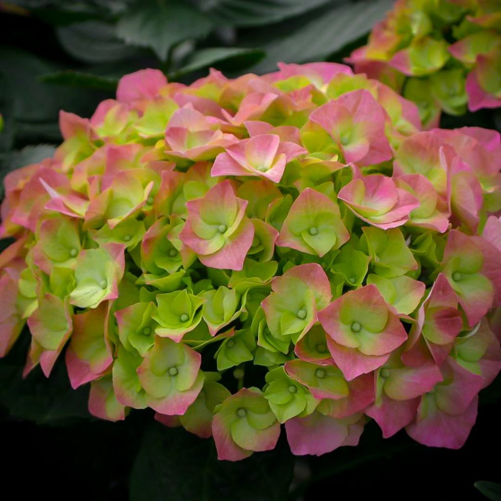 Cityline® Berlin Hydrangea For Sale Online | The Tree Center