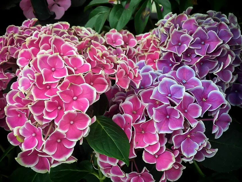 Cityline Mars Hydrangea For Sale Online | The Tree Center