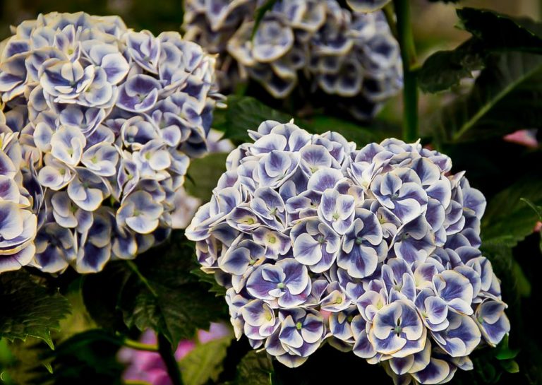Cityline Mars Hydrangea For Sale Online | The Tree Center