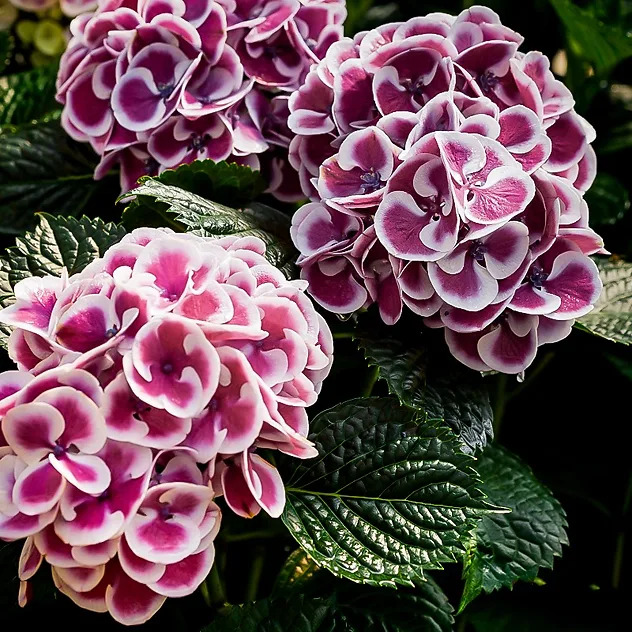 Cityline Mars Hydrangea For Sale Online | The Tree Center