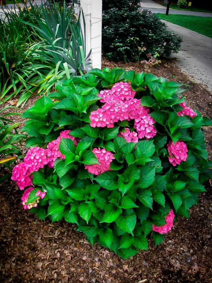 Cityline Paris Hydrangea Shrubs For Sale Online | The Tree Center