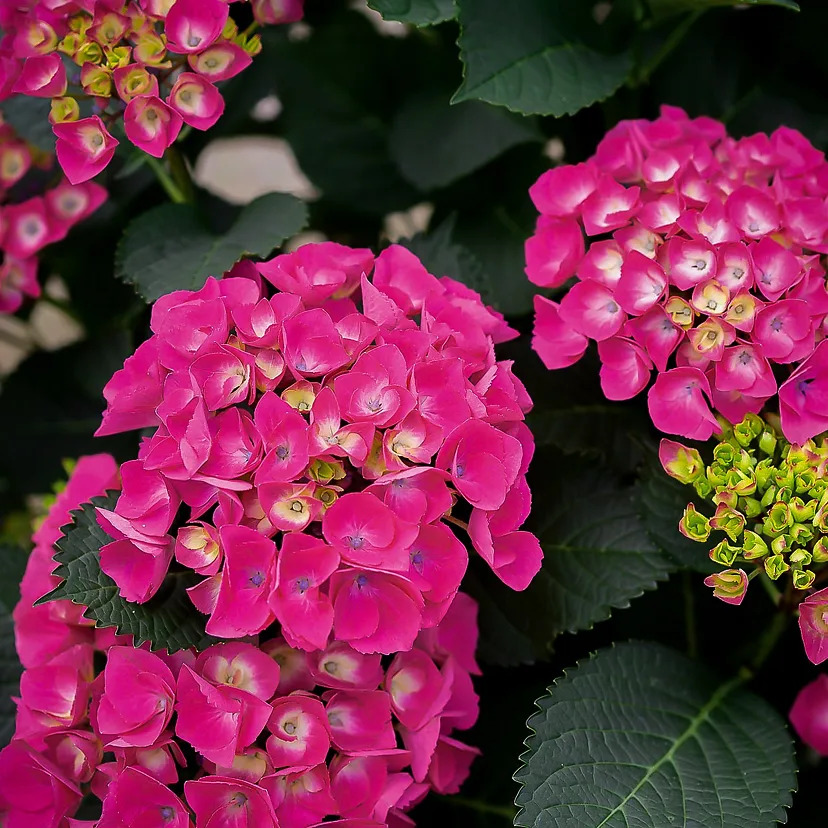Cityline Paris Hydrangea Shrubs For Sale Online | The Tree Center
