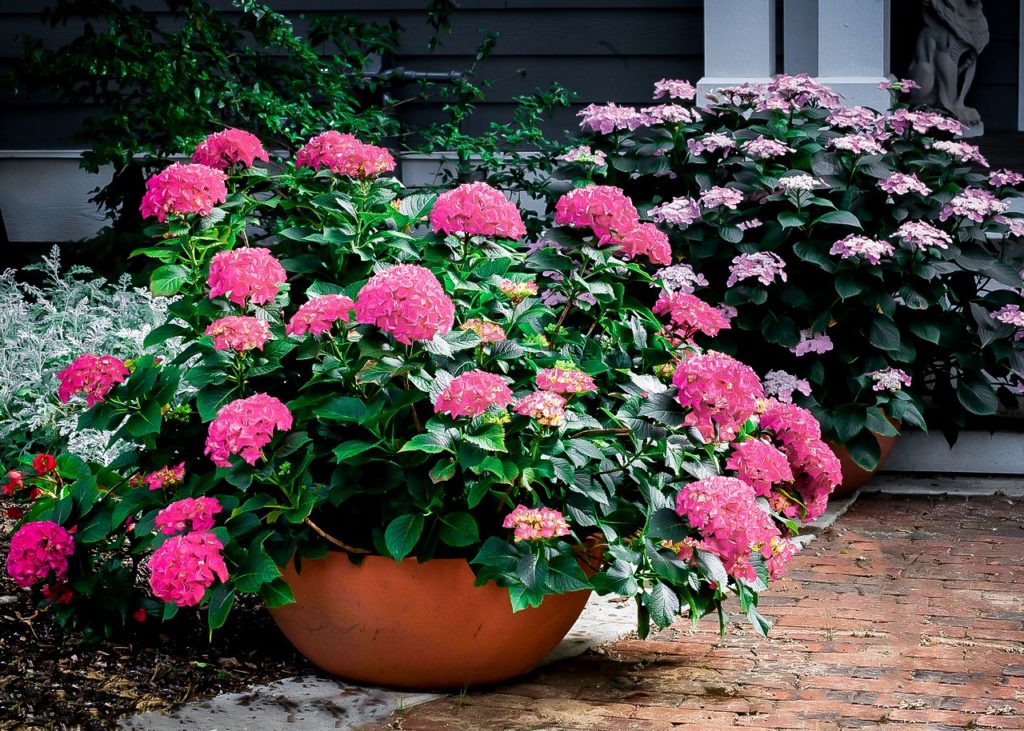 Cityline Paris Hydrangea Shrubs For Sale Online | The Tree Center