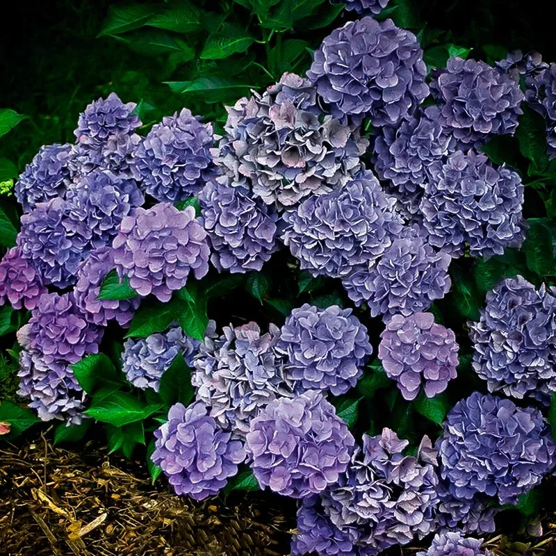 Cityline Venice Hydrangea For Sale Online | The Tree Center