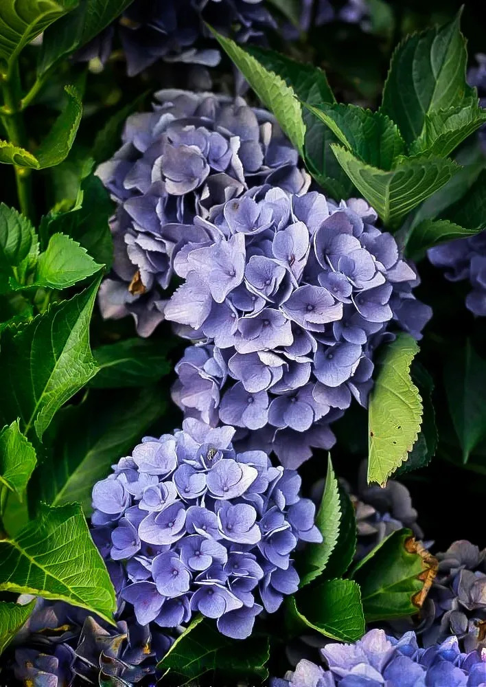 Cityline Venice Hydrangea For Sale Online | The Tree Center