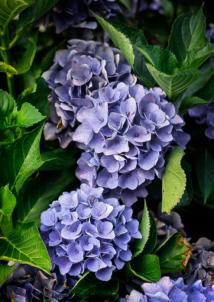 Cityline Venice Hydrangea For Sale Online | The Tree Center