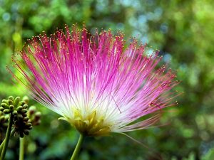 The Mimosa Tree Complete Guide | How to Grow & Care for Mimosa Trees