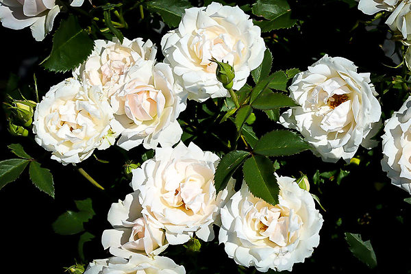 Icecap Rose Bushes For Sale Online | The Tree Center