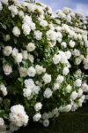 Icecap Rose Bushes For Sale Online | The Tree Center