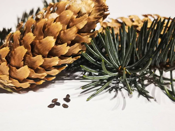 Do Spruce Trees Grow From Seed | How to Grow Spruce Trees
