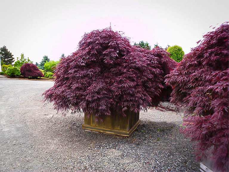 Inaba Shidare Japanese Maple For Sale Online | The Tree Center