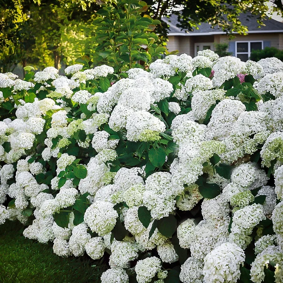 Incrediball Hydrangea Shrubs For Sale Online | The Tree Center