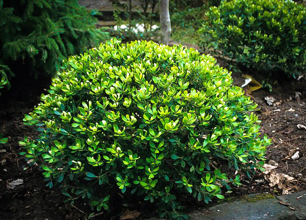 Compact Inkberry Holly For Sale Online | The Tree Center