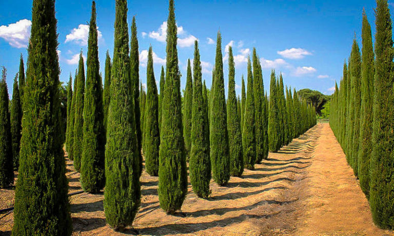 Italian Cypress For Sale Online | The Tree Center